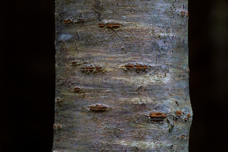 Tree Bark Texture of Prunus Avium or Wild Cherry with Beautiful Shiny ...