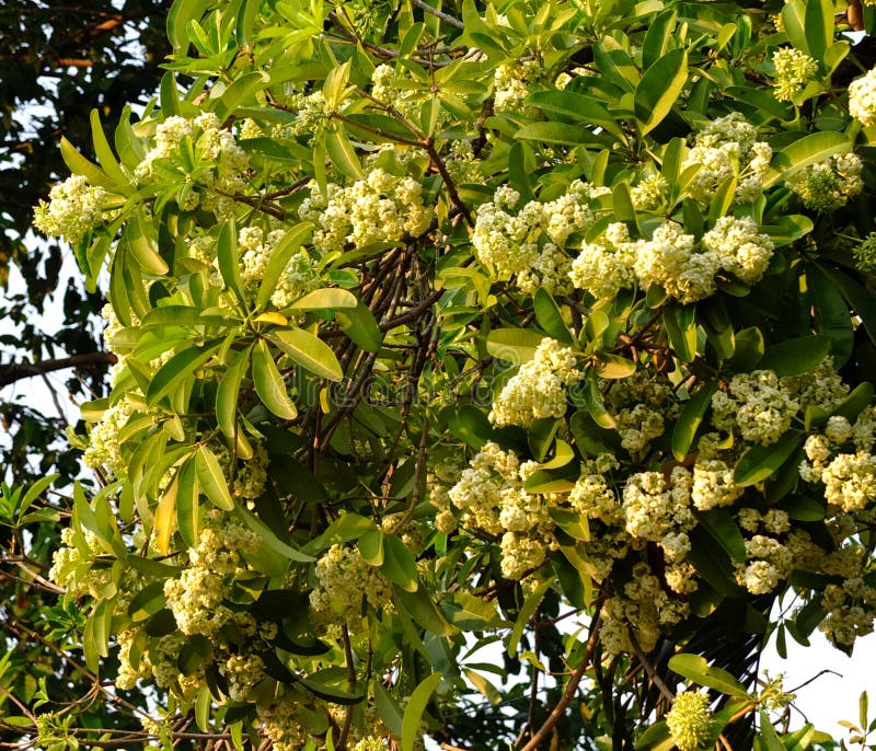 Alstonia flowers stock image. Image of blue, flowers - 75000417
