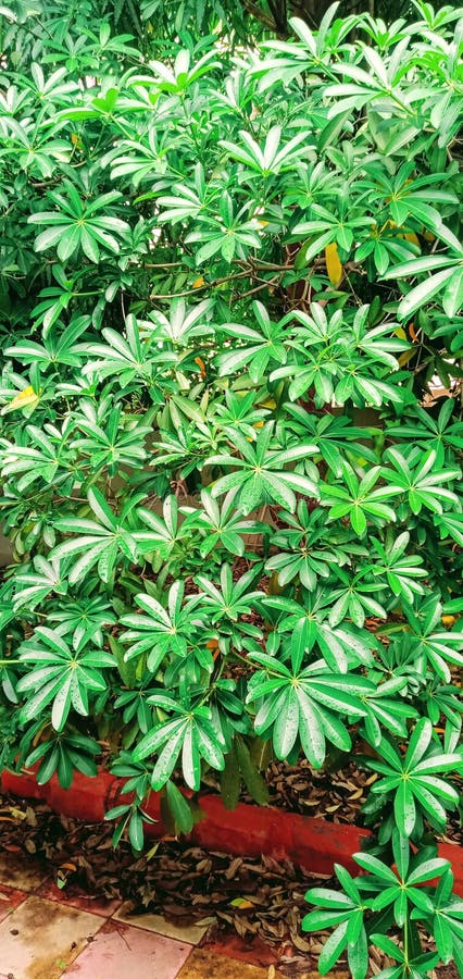 Alstonia Scholaris Tree - Image Stock Photo - Image of green, scholaris ...