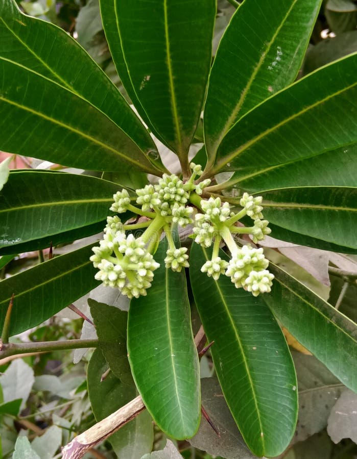 Alstonia Scholaris (Apocynaceae), Commonly Called Blackboard Tree ...