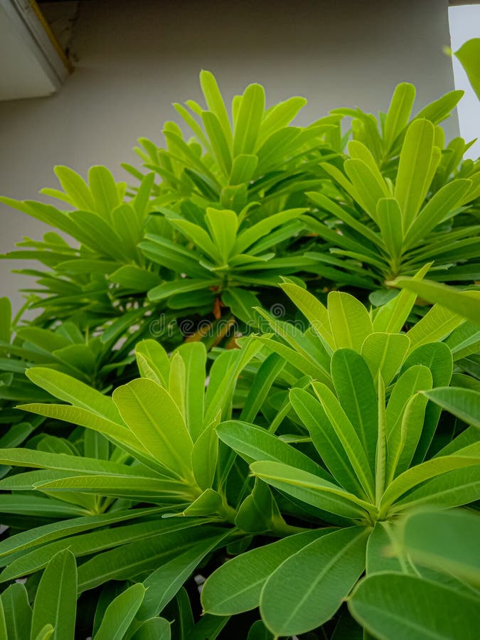 Alstonia scholaris stock image. Image of botanical, live - 277282093