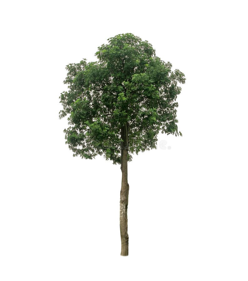 Alstonia Scholaris Tree Isolated on White Stock Photo - Image of ...