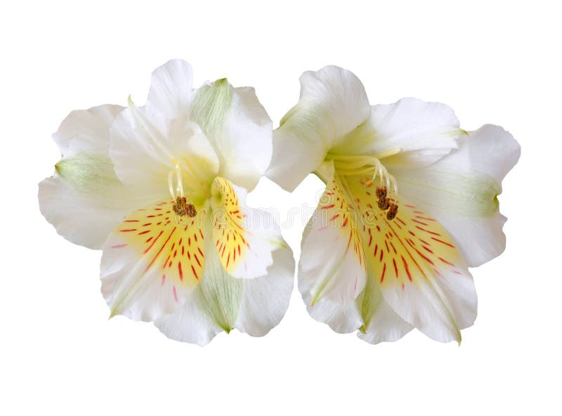 Alstro flower stock image. Image of isolate, petals, flower - 31062159