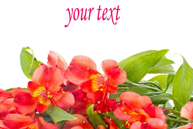 Lily Flower stock photo. Image of bridal, lily, beauty - 15658368