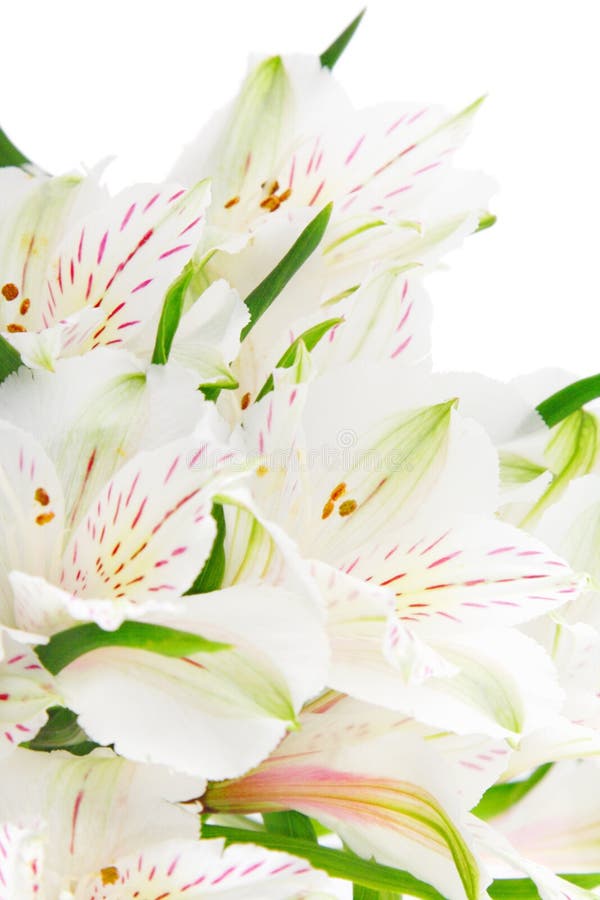 Alstroemeria flowers stock image. Image of grow, beauty - 7865441