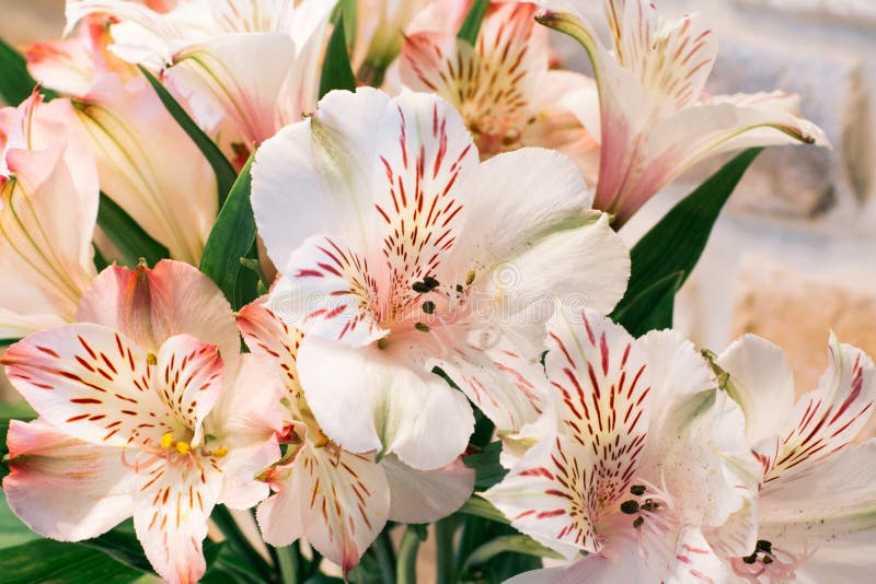 Alstroemeria Lirio De Los Incas Foto de archivo - Imagen de colorido ...