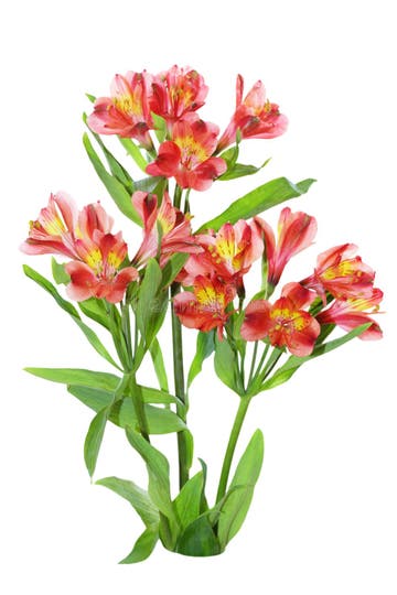 Alstroemeria Plant stock image. Image of nature, orange - 13518677