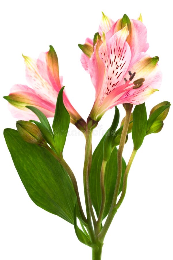 Alstroemeria rose photo stock. Image du personne, nature - 11364224