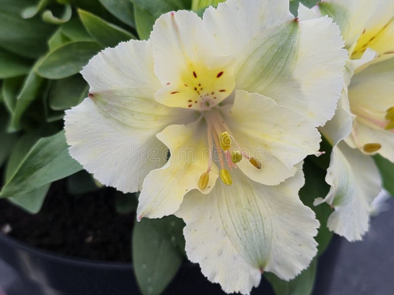 Alstroemeria White ( Inca Lily ) Stock Photo - Image of perennial ...