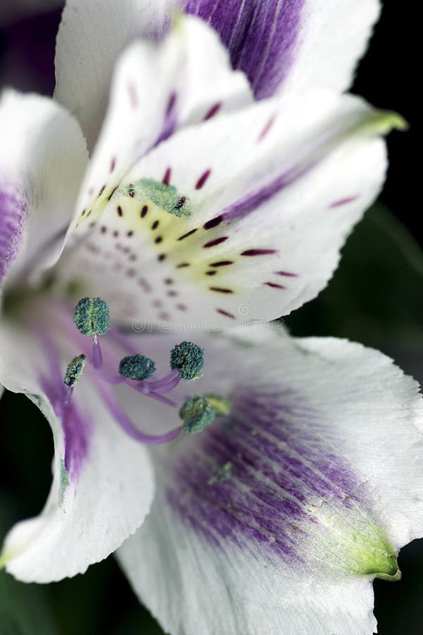 Alstroemeria - White and Purple Peruvian Lily Stock Image - Image of ...