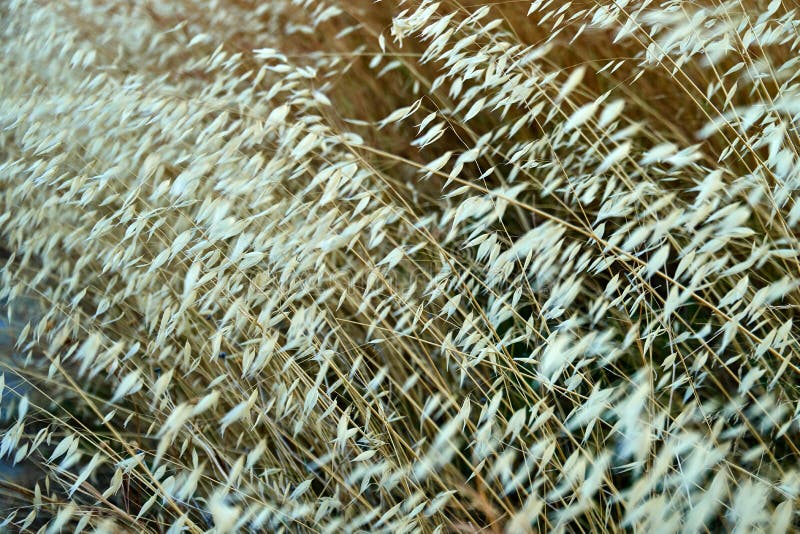 Alta hierba seca imagen de archivo. Imagen de resorte - 100064293