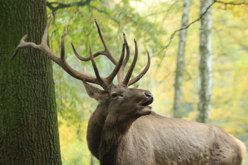 Altai maral stock image. Image of nature, altai, cervus - 82729967