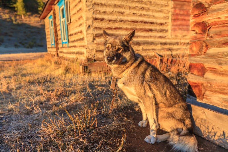 Dog Guarding the Farm in a Village in the Altai Mountains Stock Image ...
