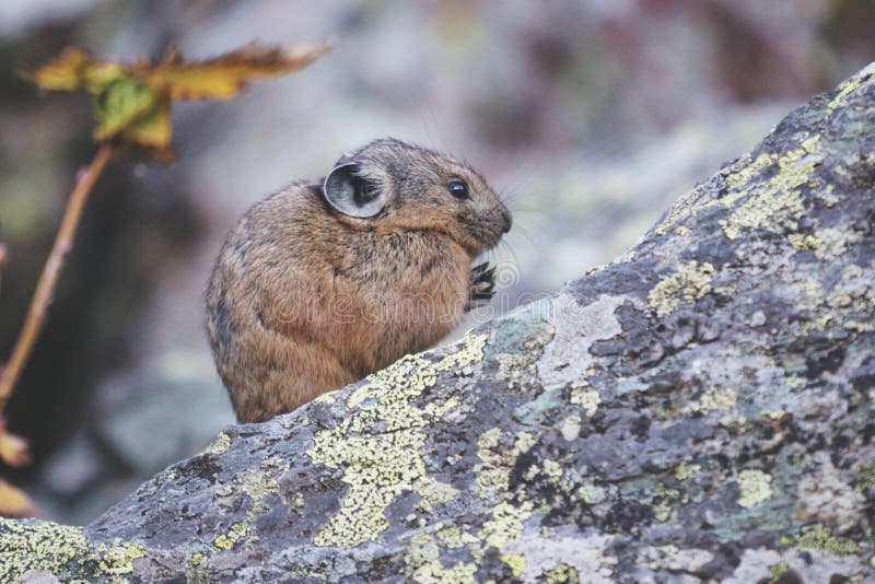Pika stone burrow rodent stock image. Image of cute - 170827779