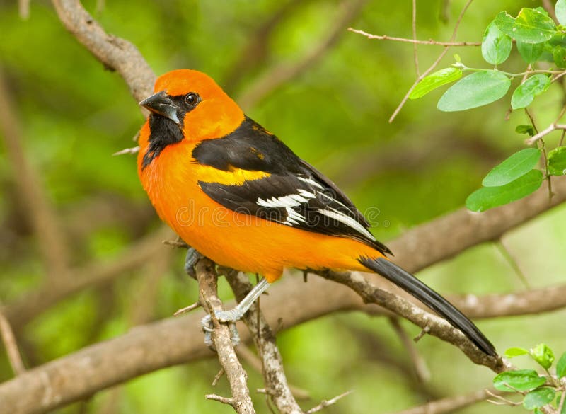 An orange sea fish stock photo. Image of color, bottom - 8449078