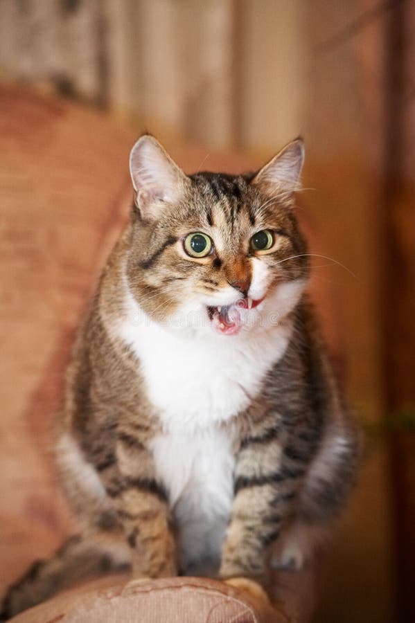 Altavoz Del Gato Imagen. Imagen: 1396059