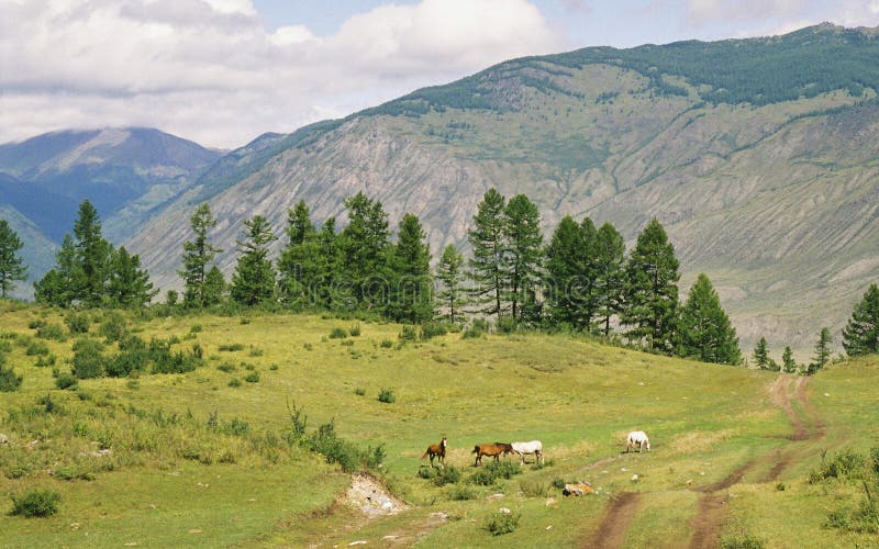 The Altay landscape stock photo. Image of horses, grazed - 7629516
