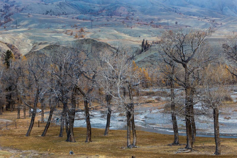 Altay. Mountains. Golden Autumn. Blue Sky. Stock Image - Image of altay ...