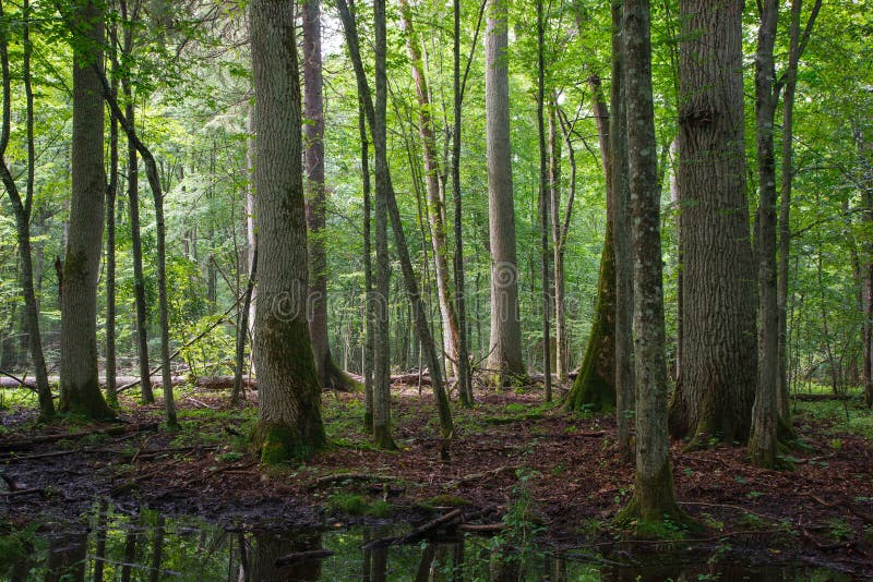 Alte Asche Und Eichen Im Sommer Stockfoto - Bild von asche, urzeitlich ...