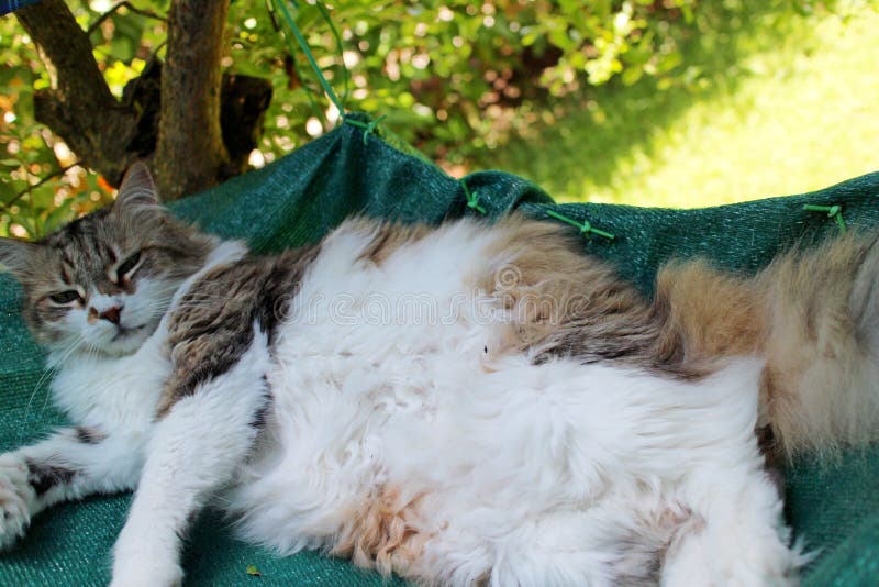 Alte faule Katze stockbild. Bild von grau, haar, haarig - 125431233