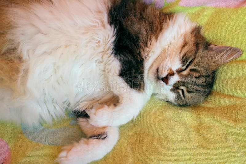 Alte faule Katze stockfoto. Bild von schwarzes, farbe - 125431262