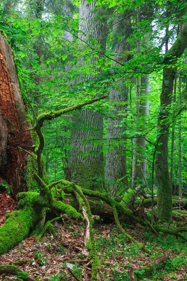 Zwei riesige alte Eichen stockfoto. Bild von wald, laubwechselnd - 67386340