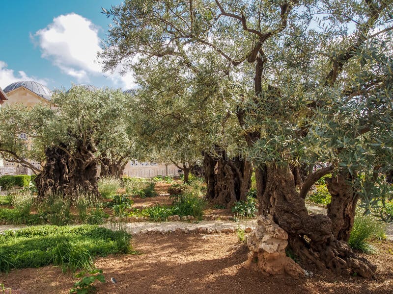 Alter Olivenbaum Im Garten Von Gethsemane Israel Jerusalem Stockbild ...