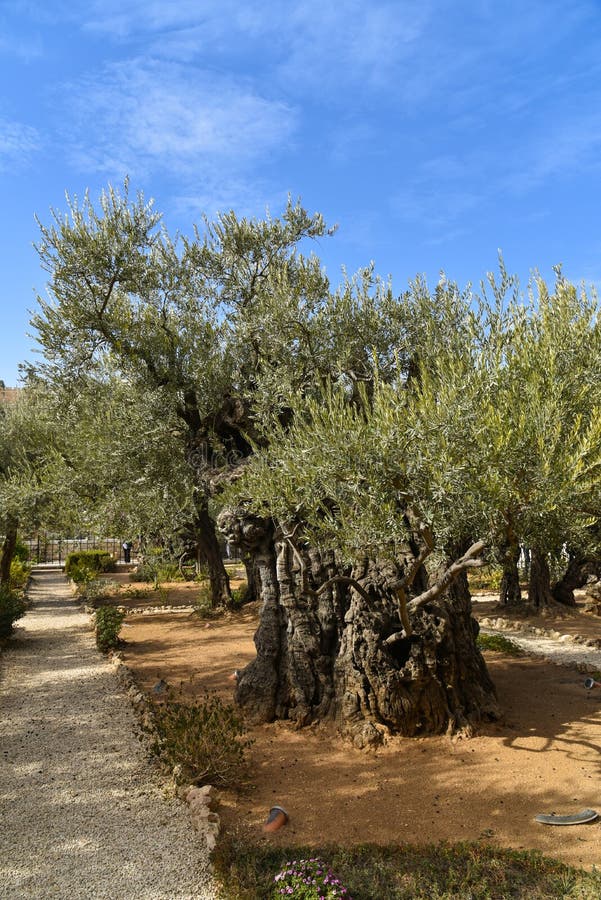 Alte Olivenbäume Im Garten Von Gethsemane, Jerusalem Stockfoto - Bild ...
