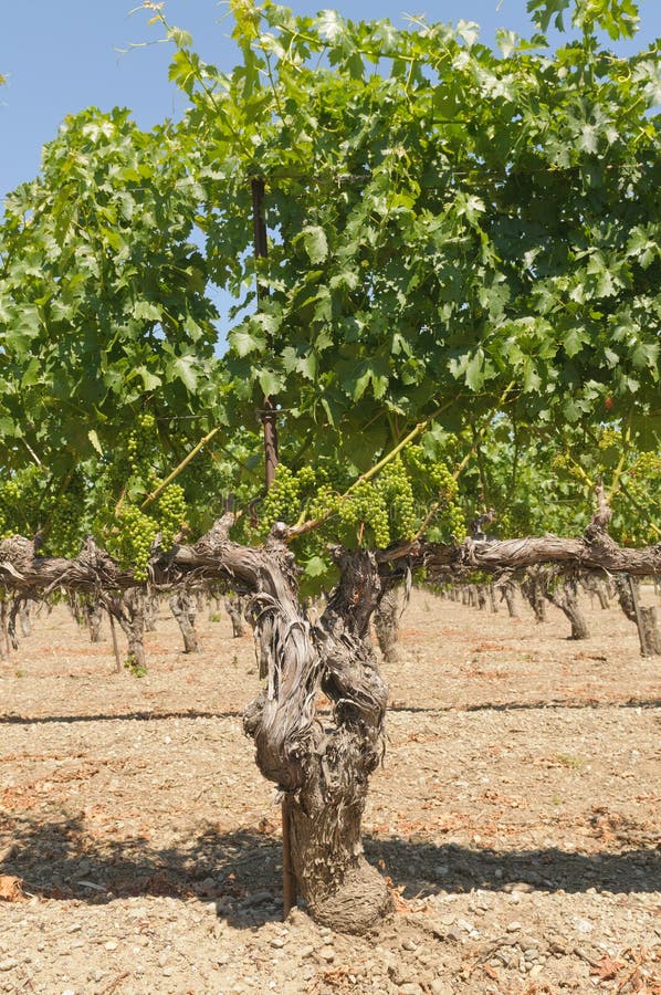 Die Traube Der Alte Rebe Im Sonnenuntergang Stockfoto - Bild von europa ...