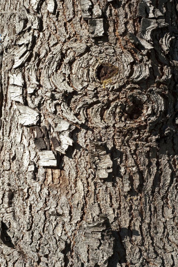 Alte Rinde einer Rotfichte stockfoto. Bild von park, baum - 20807880