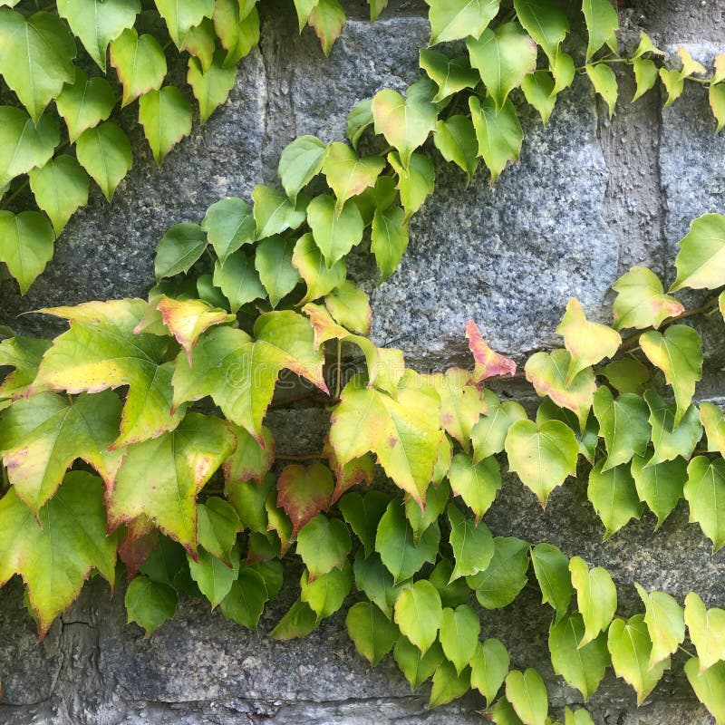 Alte Steinmauer Mit Efeu Als Hintergrund Stockbild - Bild von grün ...