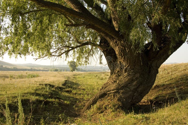 Weide-Baum-Sand See stockbild. Bild von ufer, kanada, windig - 5862837