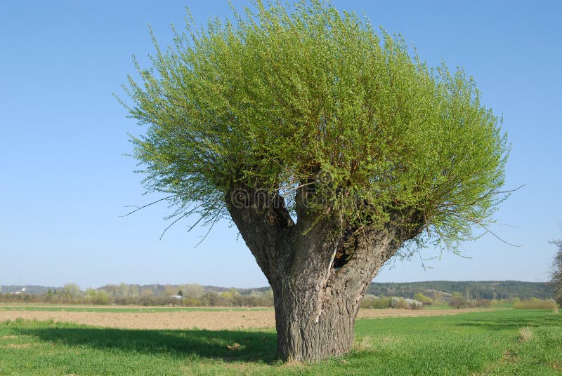 Alte Weide stockbild. Bild von pflanzen, käfer, idyllisch - 21422717
