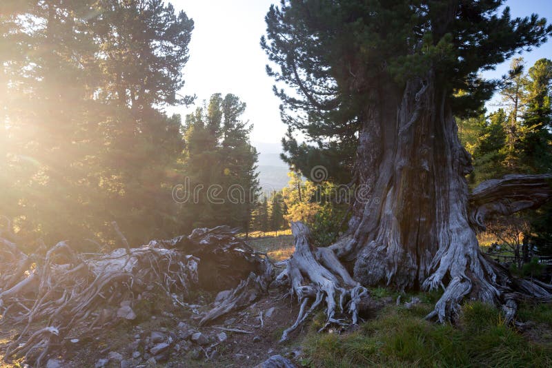 Die Trockene Zeder Der Alten Wurzel Stockbild - Bild von frühling ...