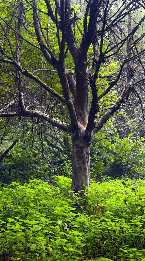 376 Alter Apfelbaum Fotos - Kostenlose und Royalty-Free Stock-Fotos von ...