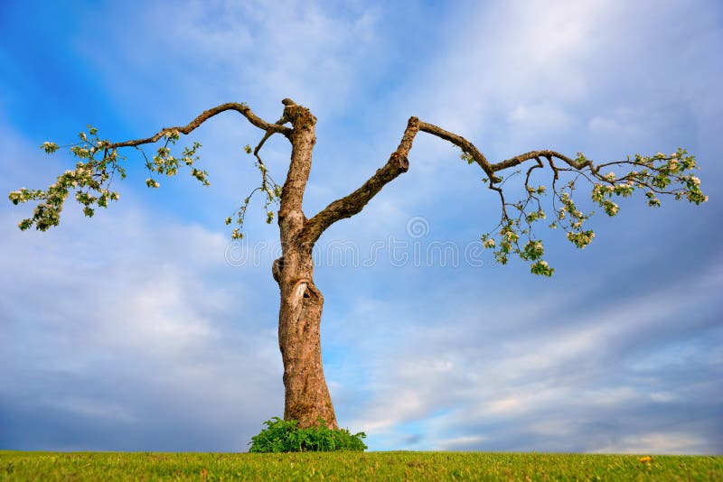 Alter Apfelbaum stockbild. Bild von apfel, blüte, blumen - 36999243