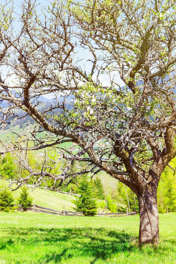 376 Alter Apfelbaum Fotos - Kostenlose und Royalty-Free Stock-Fotos von ...