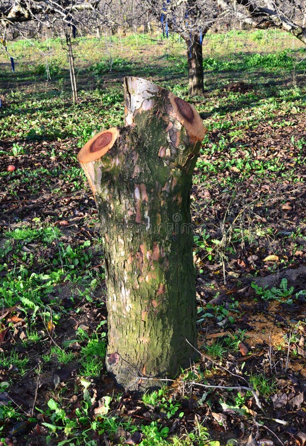Alter Apfelbaum Geschnitten in Einen Obstgarten Stockbild - Bild von ...