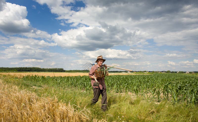Alter Bauer stockbild. Bild von gesicht, ackerland, ausrüstung - 42197479