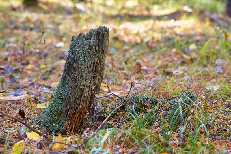 Alter Baum Im Wald Mit Wachsendem Moos Auf Dem Stamm Stockbild - Bild ...