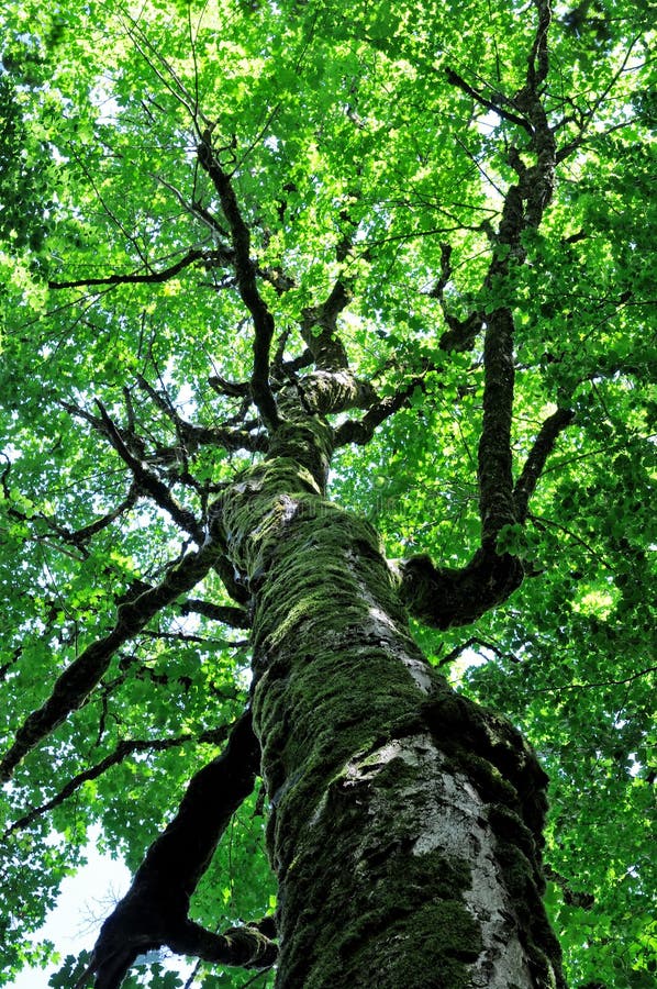 Alter Buche-Baum stockbild. Bild von nave, traum, krone - 5005199