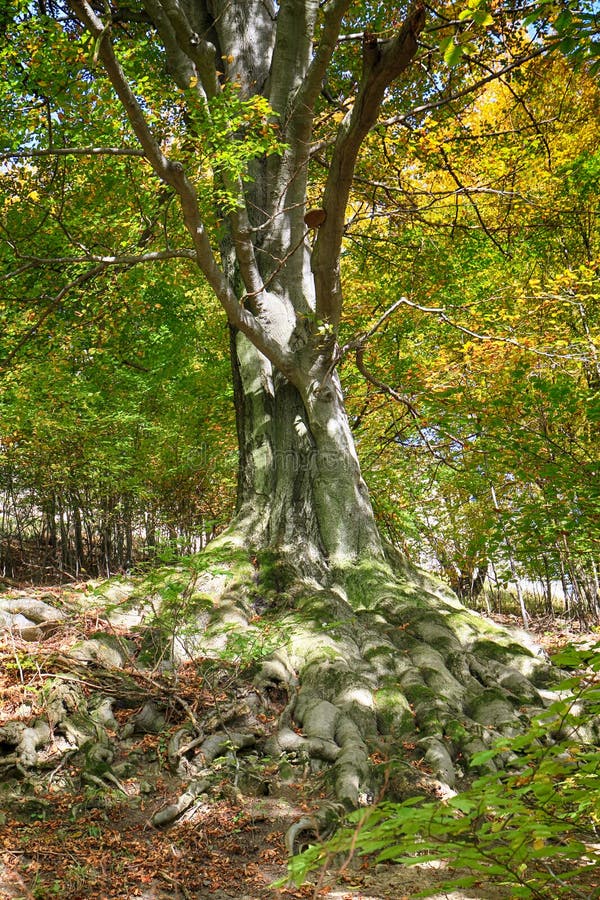 Alter Buchenbaum Mit Netten Wurzeln Stockbild - Bild von wurzeln, moos ...