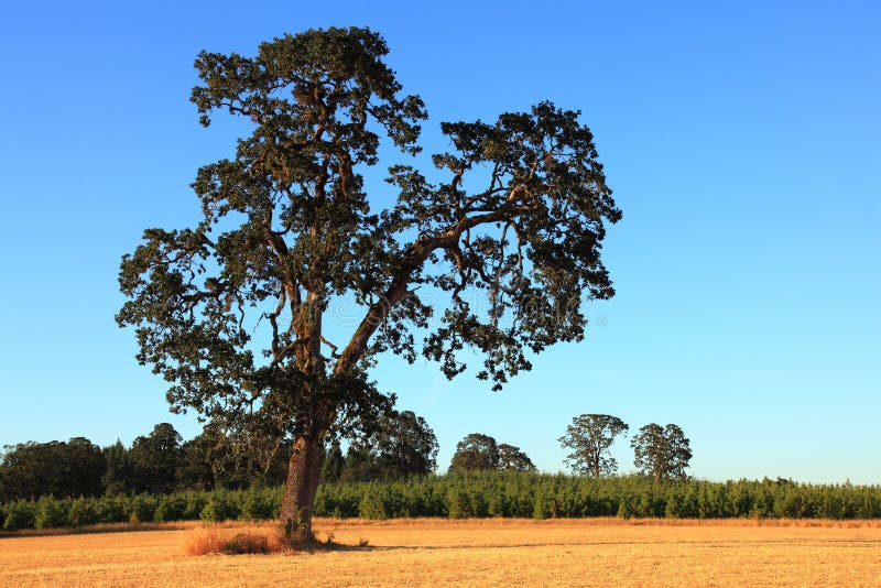 Eichen-Baum, Symbol Der Stärke Stockfoto - Bild von hintergrund ...