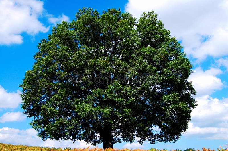 ALTER EICHEN-BAUM stockfoto. Bild von baum, eichen, alter - 8063132