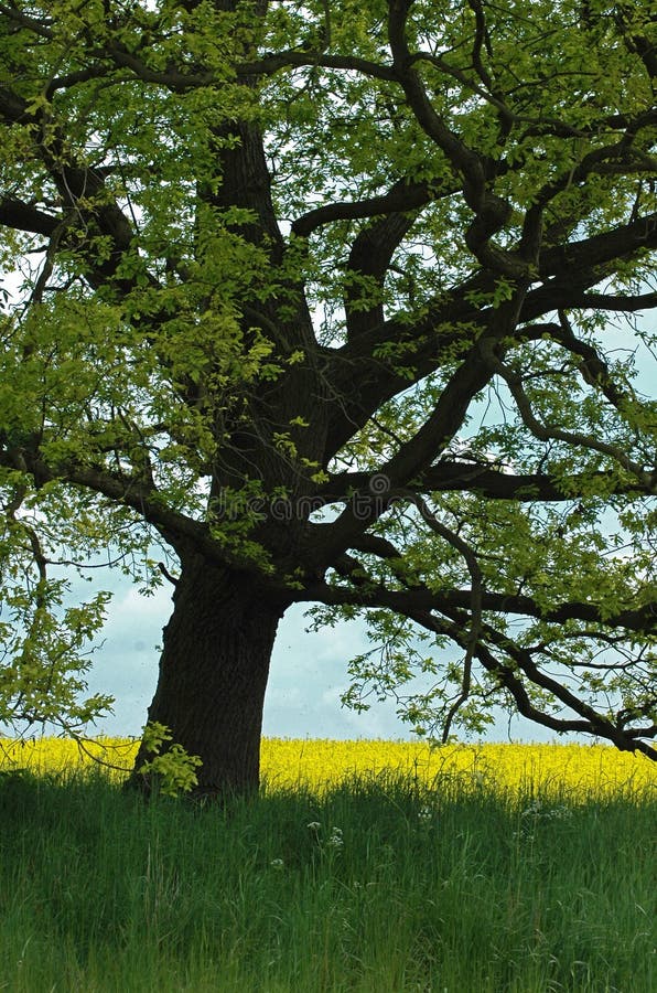Alter Eichenbaum stockbild. Bild von landwirtschaftlich - 18493977