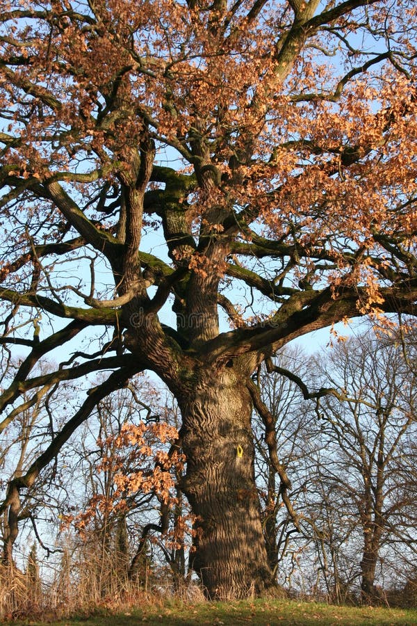 Eichenbaum im Winter stockbild. Bild von steif, herbst - 10834149