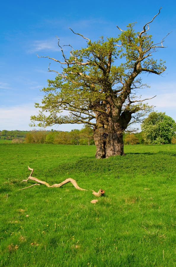 Fotos - Kostenlose und Royalty-Free Stock-Fotos von Dreamstime