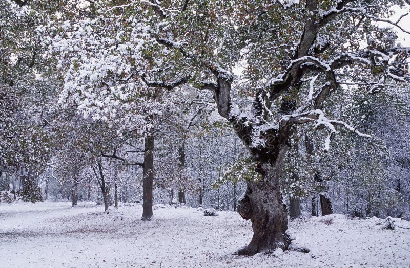 Eichenbaum Abgedeckt Im Schnee Stockbild - Bild von kühl, hoch: 3974593
