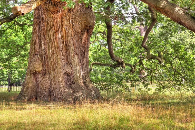 Alter Eichenbaum HDR. stockfoto. Bild von baum, beschaffenheit - 26584400