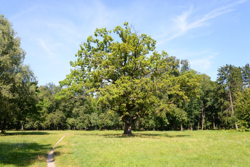1,915 Eichenbaum Fotos - Kostenlose und Royalty-Free Stock-Fotos von ...